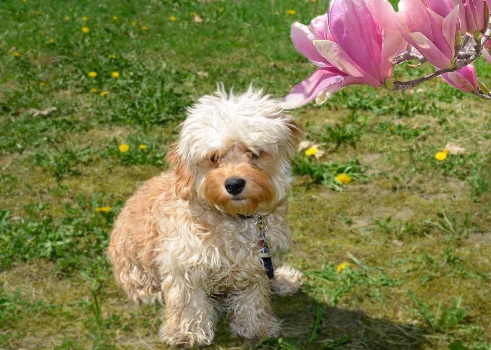 Colorful Cavapoos | pinewoodcavapoos