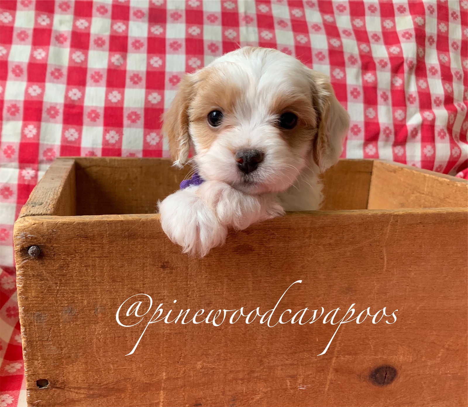 Puppy matching update and procedures - pinewoodcavapoospinewoodcavapoos