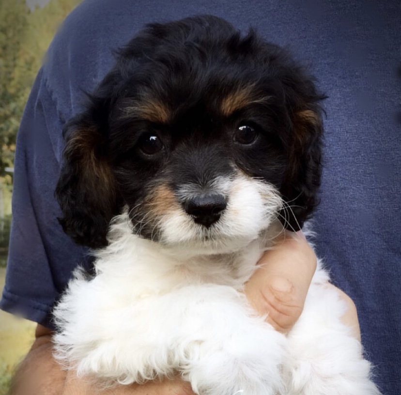 Our Cavapoos | pinewoodcavapoos