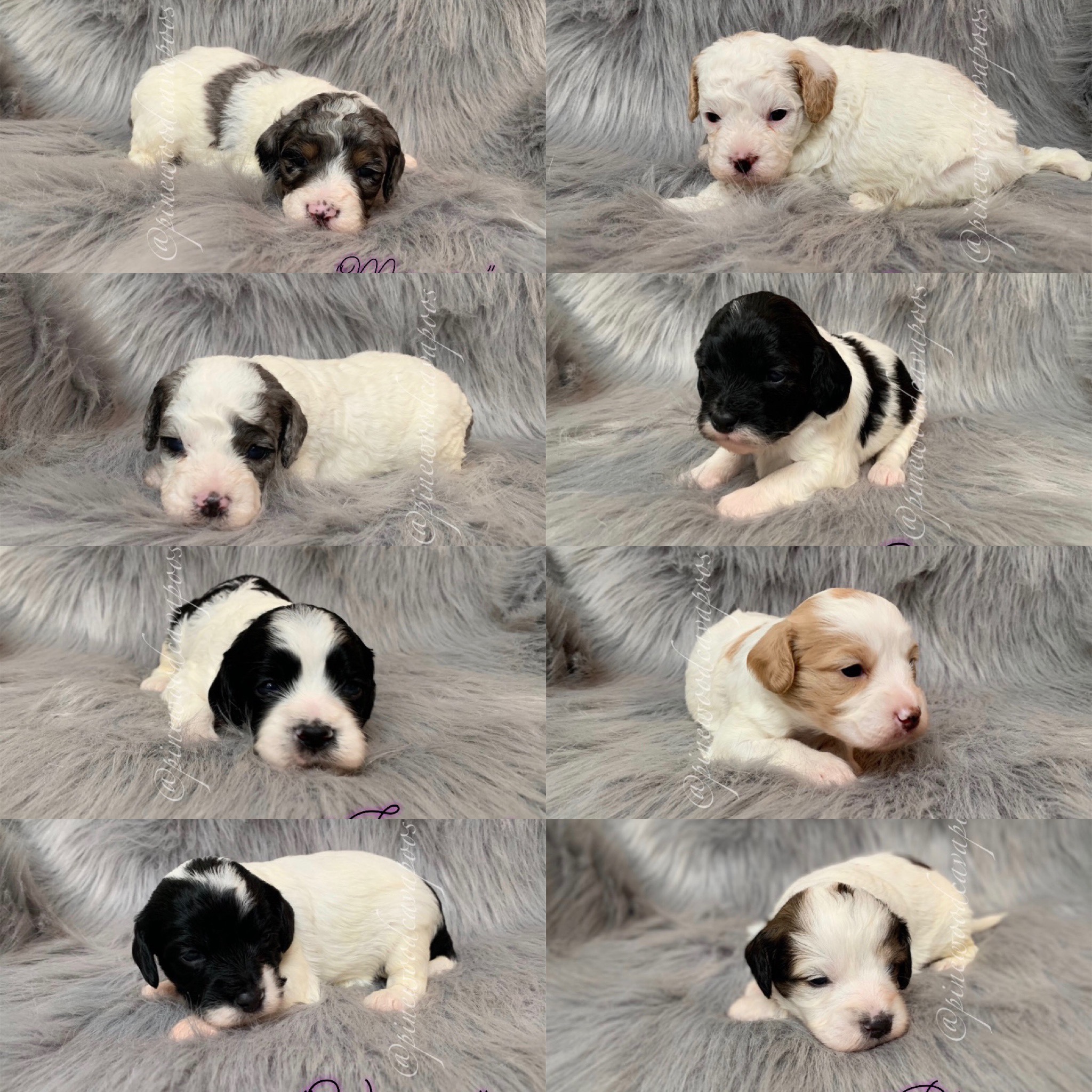 New Puppy Matching Procedure/Policy | pinewoodcavapoos