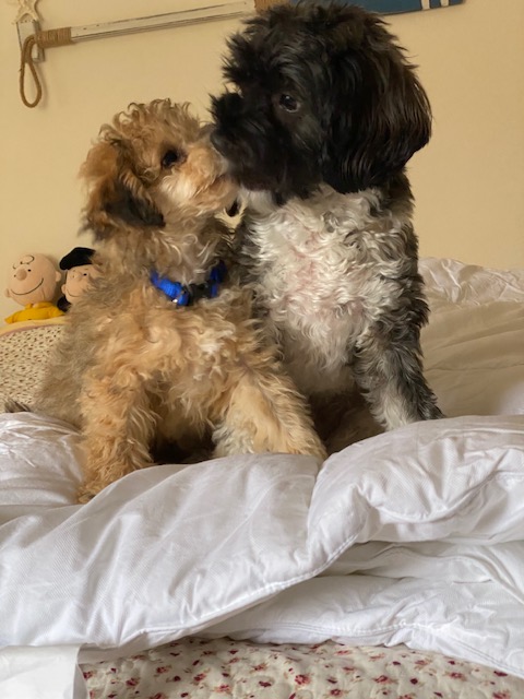 Colorful Cavapoos | pinewoodcavapoos