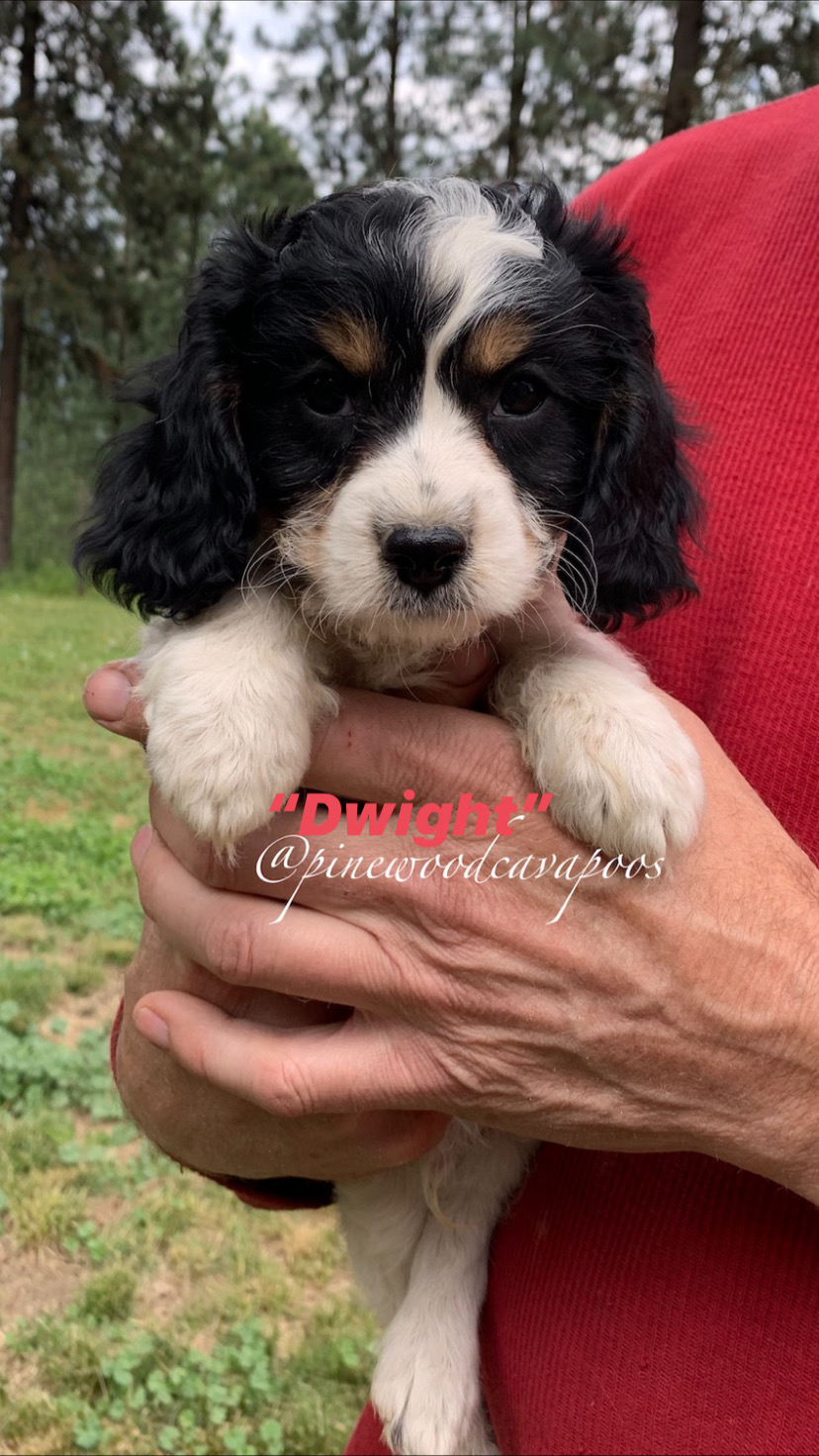 Cavapoo Colors | pinewoodcavapoos