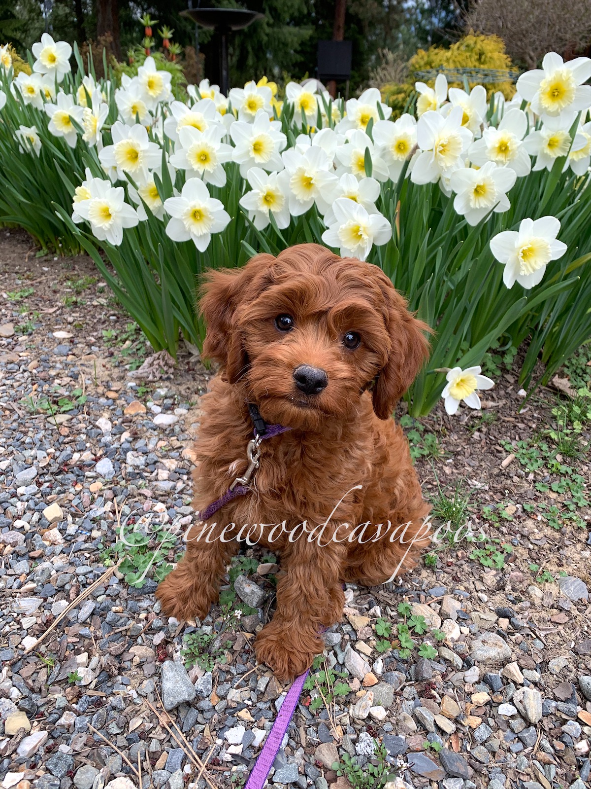 Our Cavapoos - pinewoodcavapoos