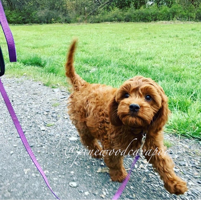 Our Cavapoos - pinewoodcavapoos