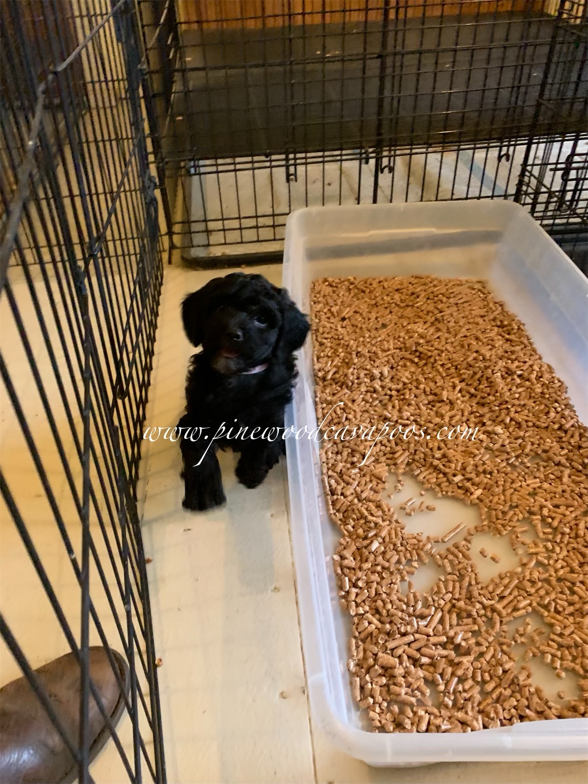 Puppy Collars | pinewoodcavapoos