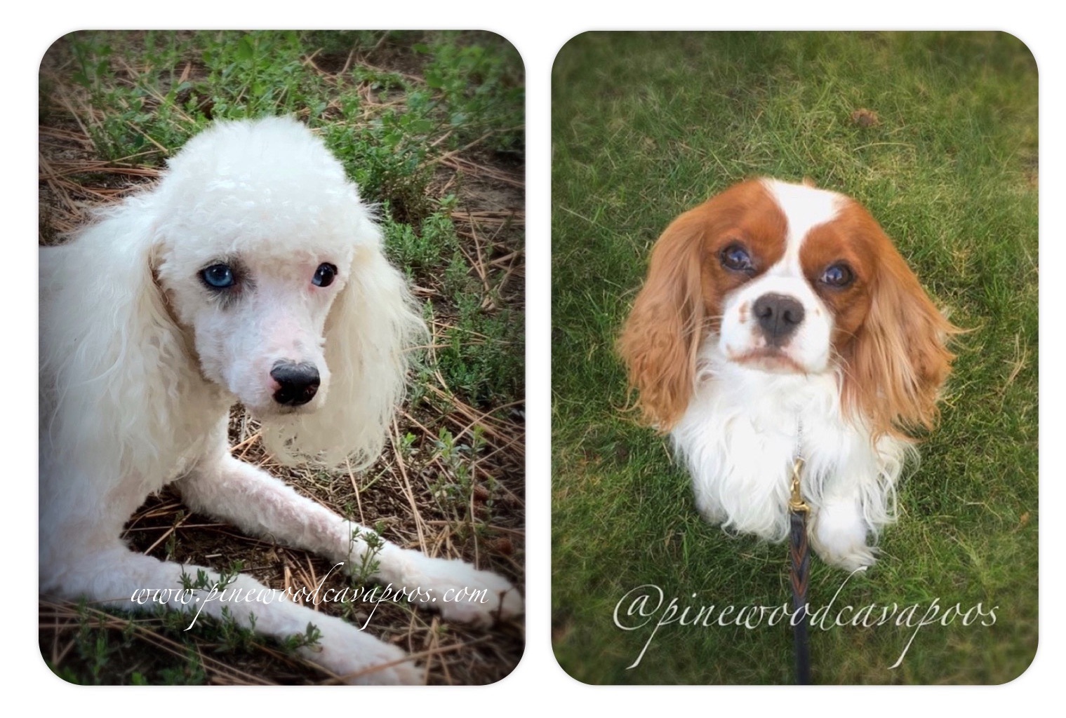 Upcoming Cavapoo litters | pinewoodcavapoos