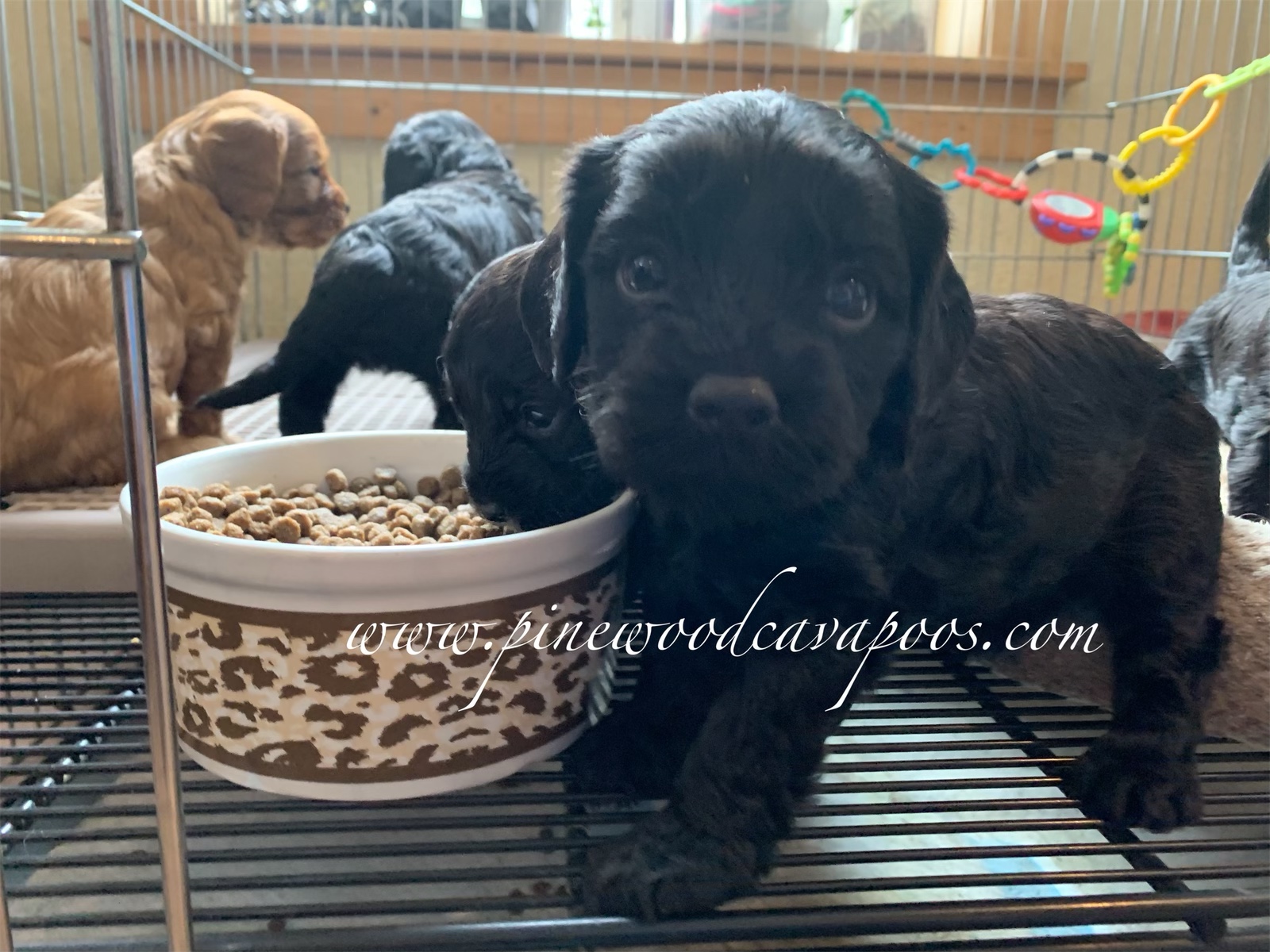 Four weeks old | pinewoodcavapoos