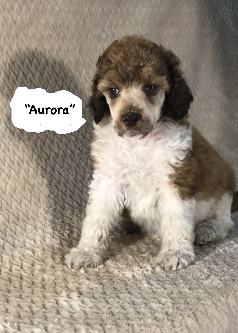 Cuddle those Cavapoos! | pinewoodcavapoos