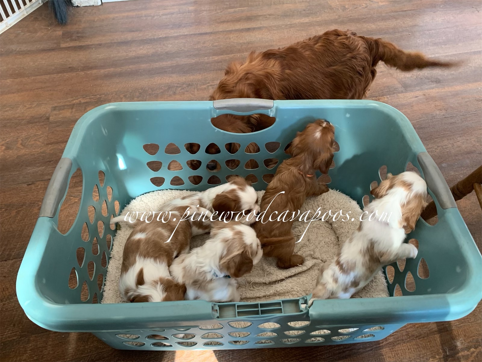 A little late | pinewoodcavapoos