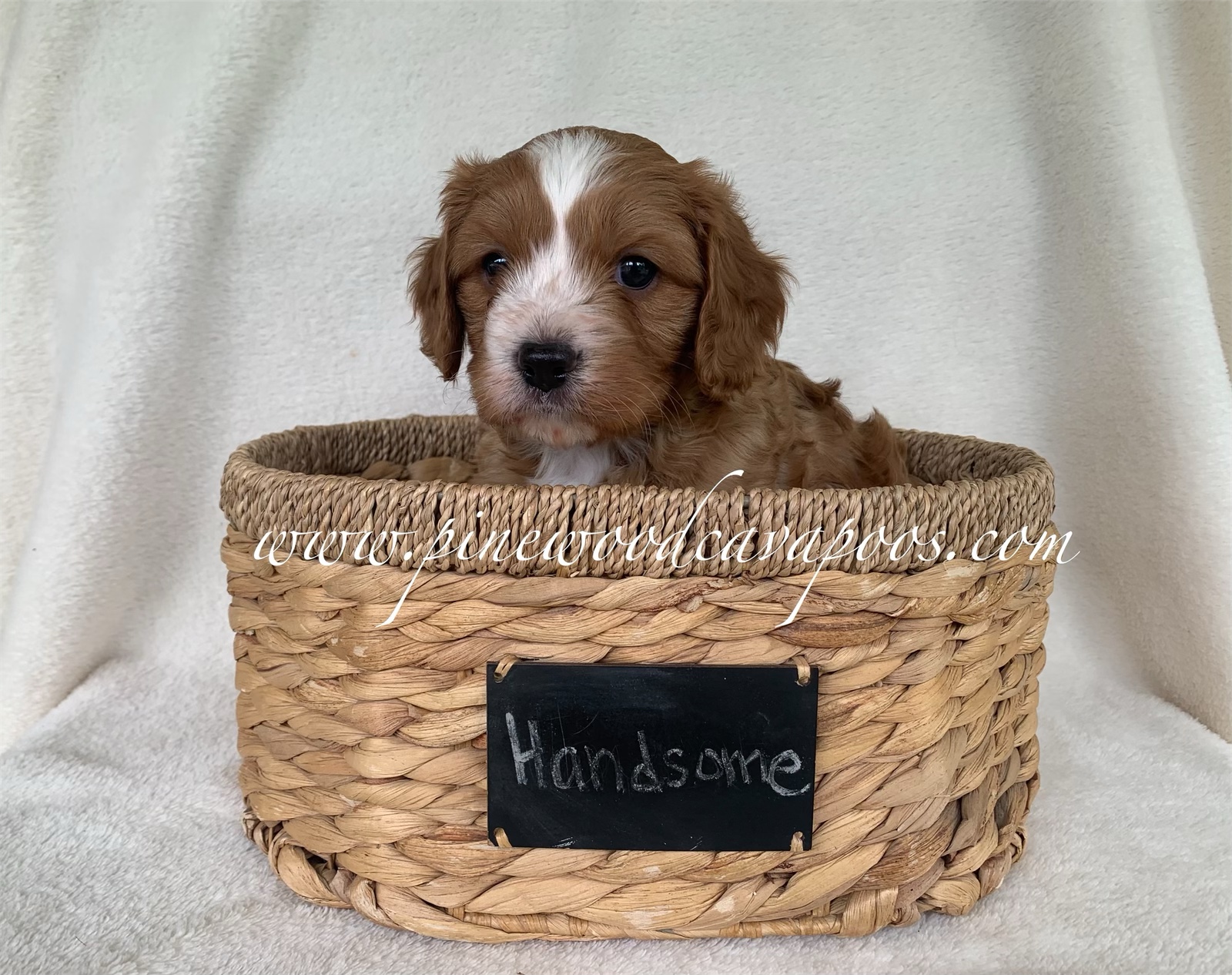 Little Handsome | pinewoodcavapoos