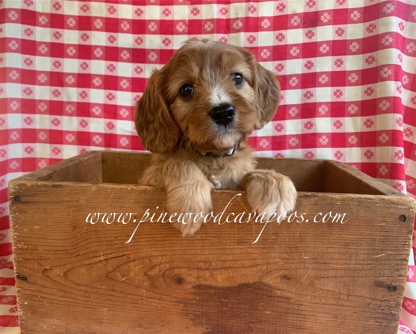 Cutie patooties! | pinewoodcavapoos