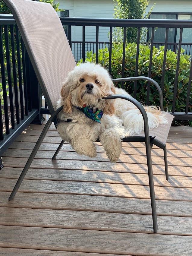 Cuddle Cavapoo update | pinewoodcavapoos