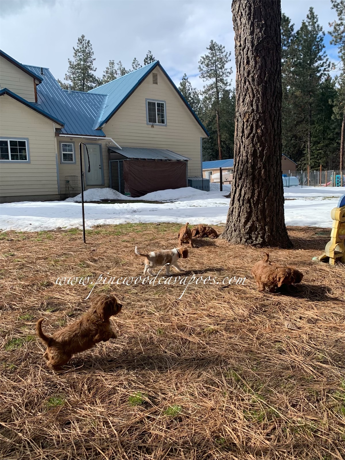 Please leave, winter | pinewoodcavapoos