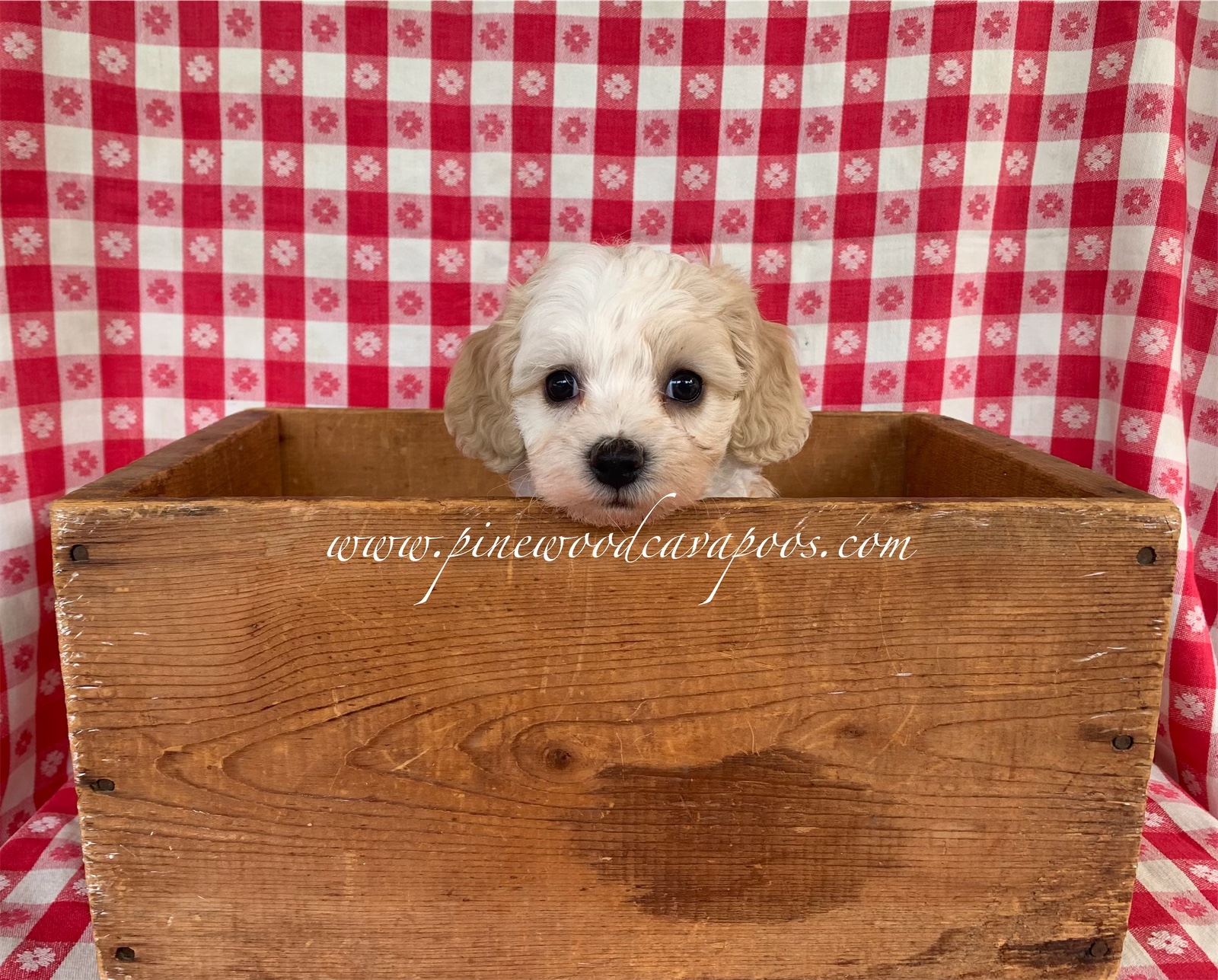 Six weeks old! | pinewoodcavapoos