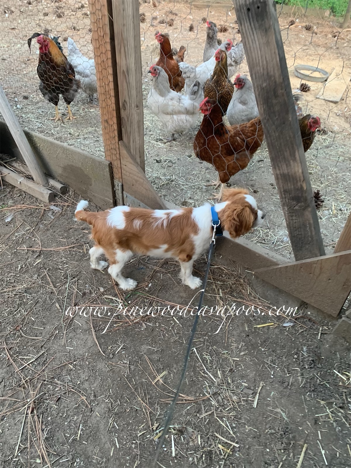 Not super helpful | pinewoodcavapoos