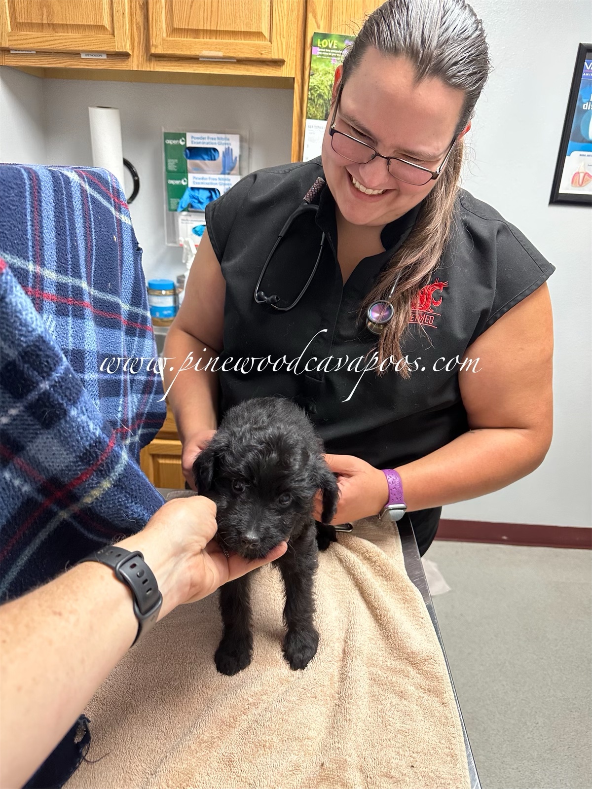 At the vet | pinewoodcavapoos