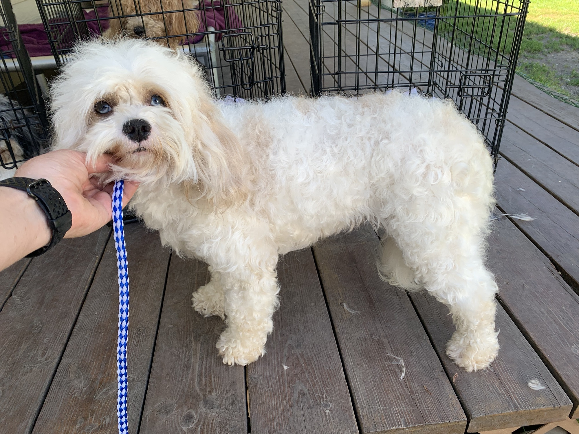 Our Cavapoos | pinewoodcavapoos