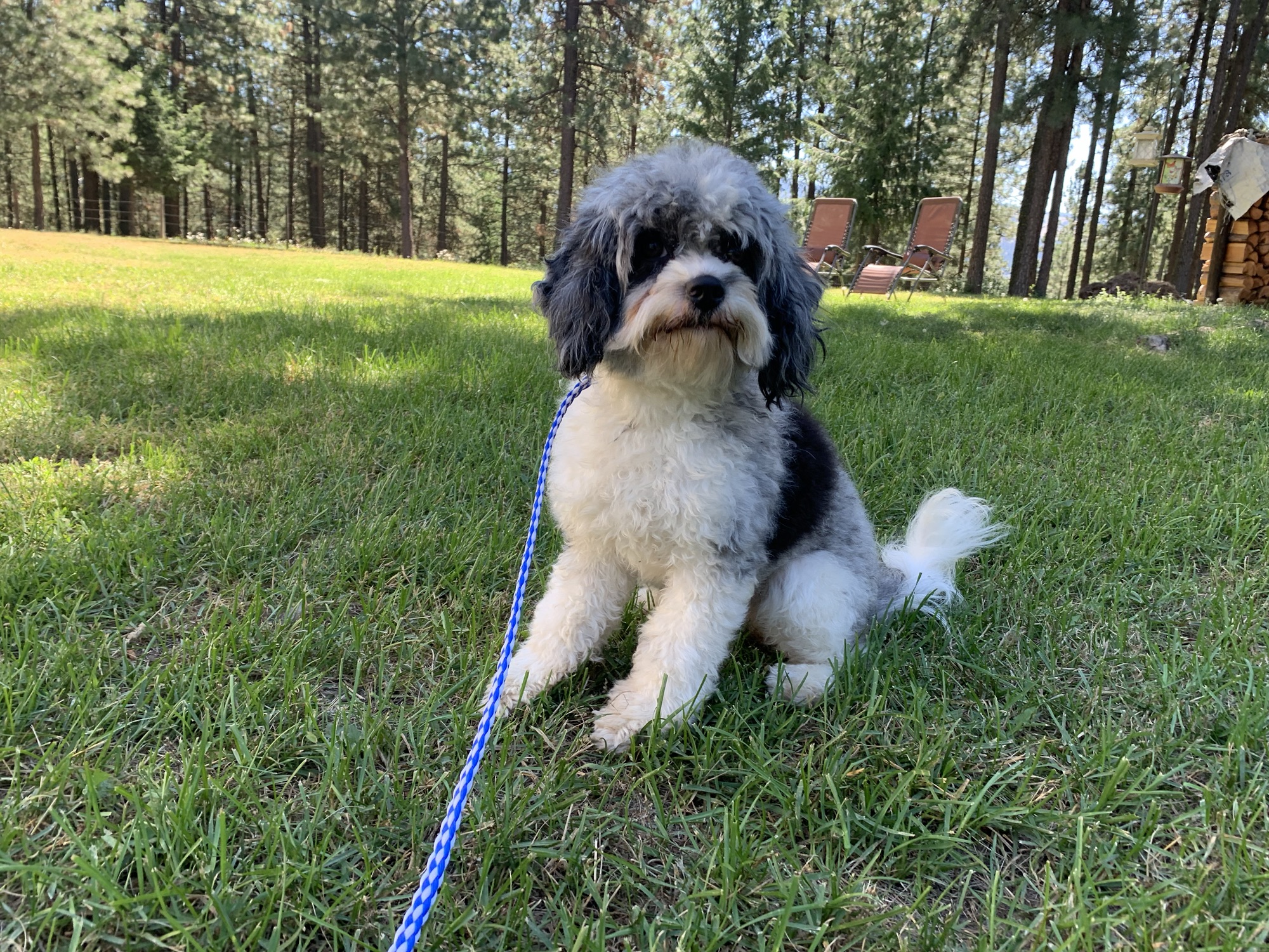 Our Cavapoos | pinewoodcavapoos